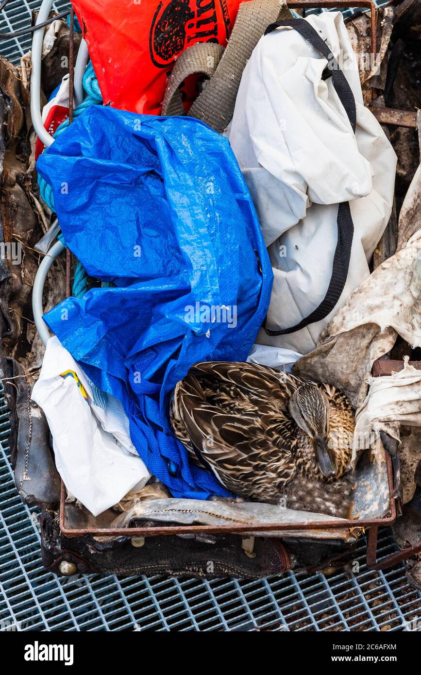 A duck breeding in an old suitcase full of garbage, search image, Case ...