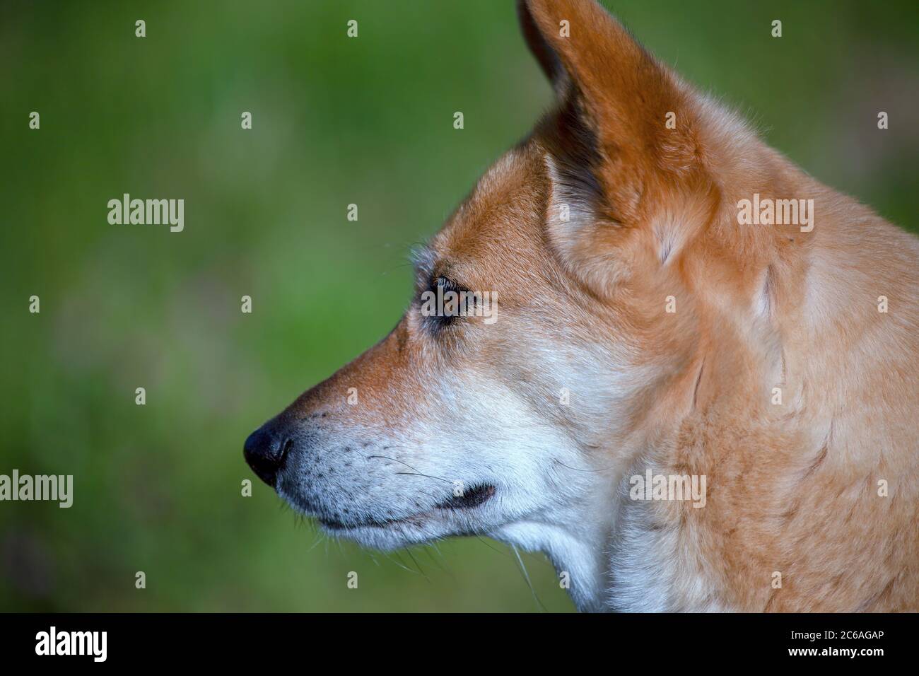 Criollo dog hi-res stock photography and images - Alamy
