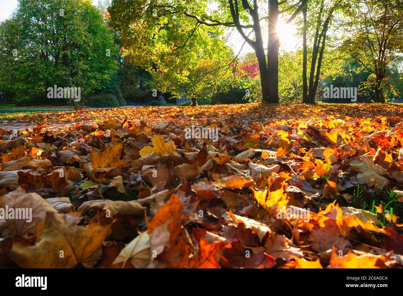 Golden autumn fall October in famous Munich relax place - Englishgarten ...