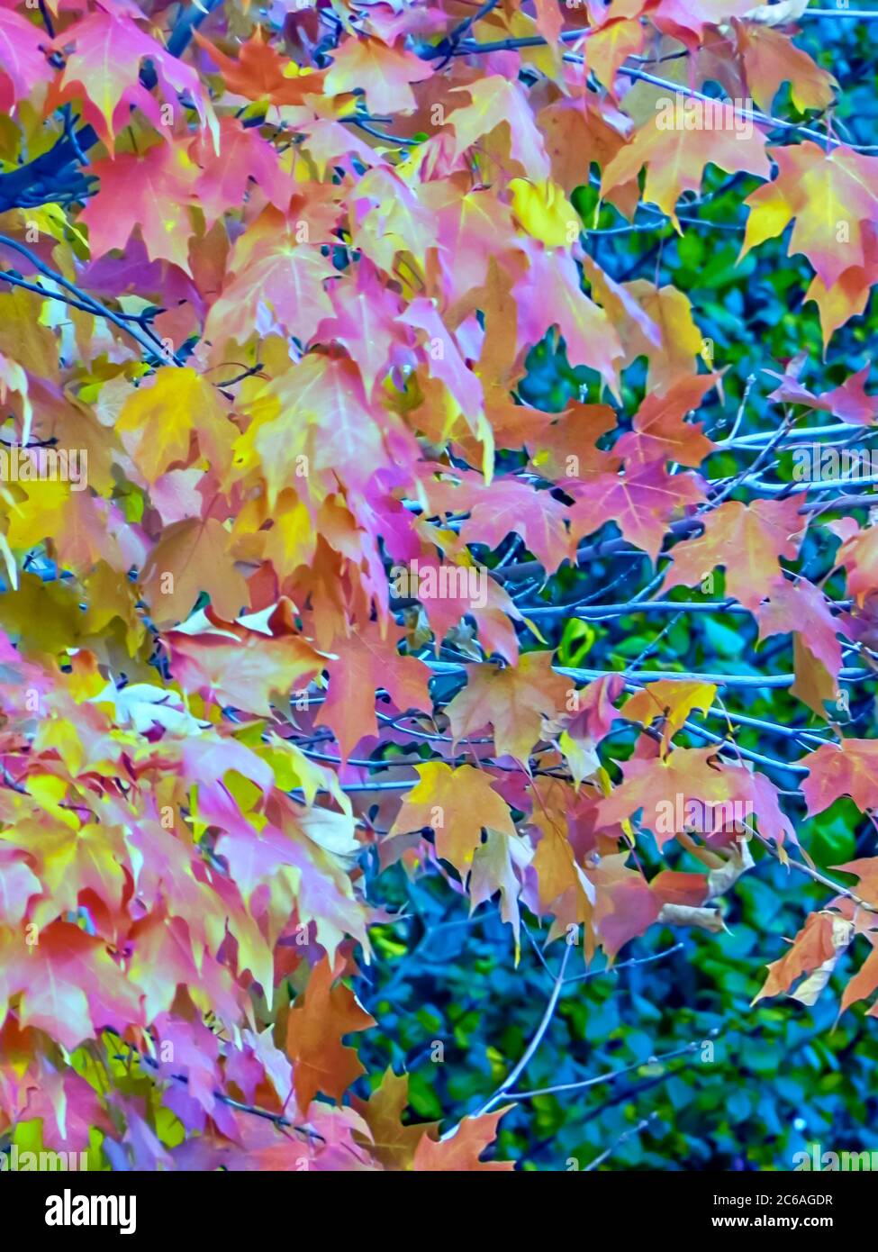 Maple leaves changing colour/color as summer changes to fall/autumn in ...