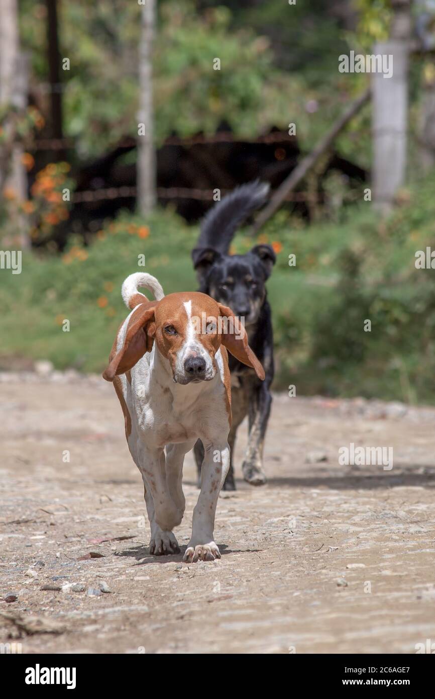 Criollo dog hi-res stock photography and images - Alamy