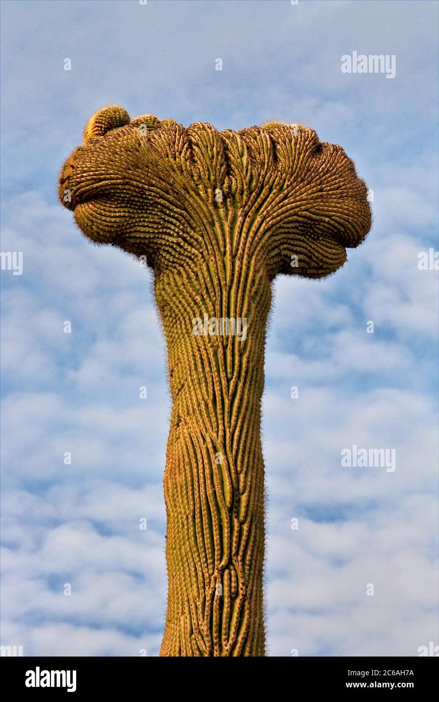 Crested (cristate) saguaro at Asarco Mineral Center near Tucson ...