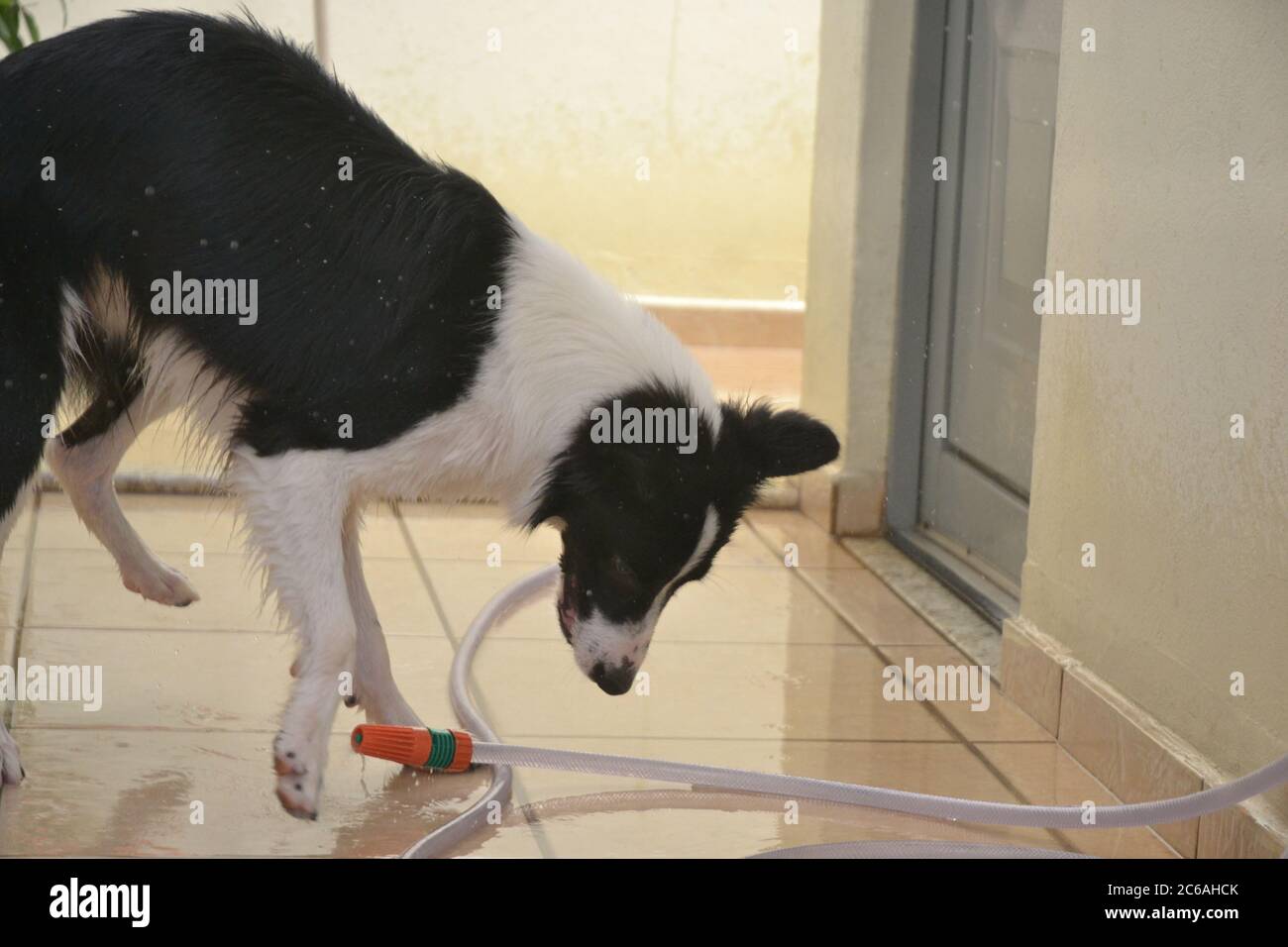 Border Collie dog, playing with a water hose in the backyard of a house ...