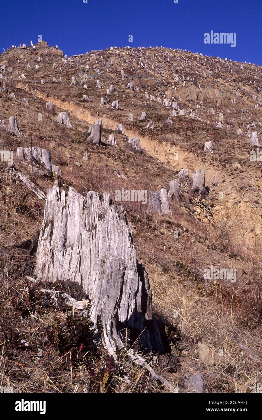 Devastated forest on Elk Bench Trail near Mount St. Helens Science and ...