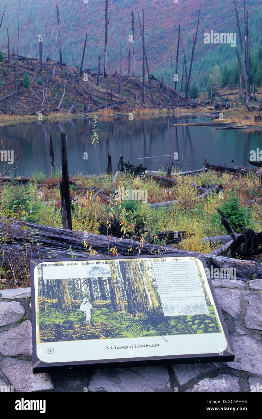Ryan Lake (in Mt St Helens blast zone), Gifford Pinchot National Forest ...