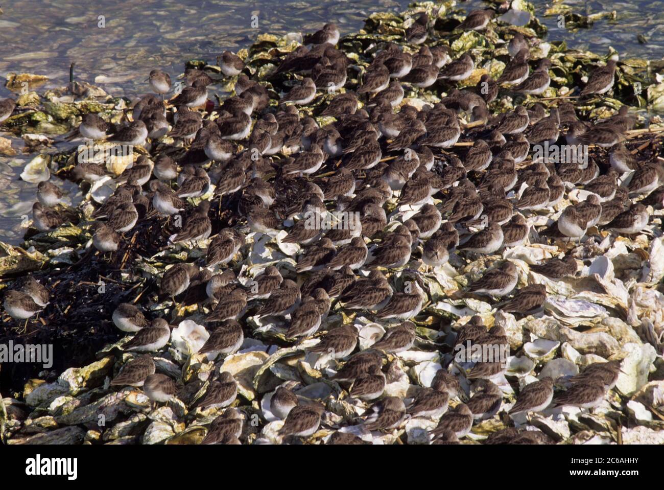 Oyster shell mounds & shorebirds at Port of Peninsula, Nahcotta ...