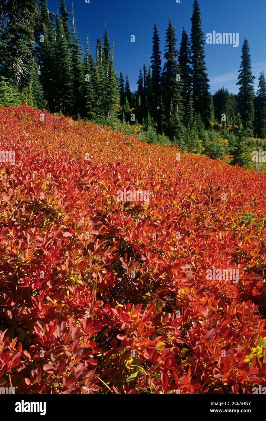 Huckleberry & fir at Paradise, Mt Rainier National Park, Washington ...