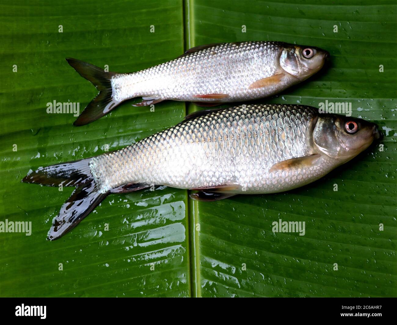 Fresh raw fish from fresh water pond kept on plantain leaf Stock Photo ...