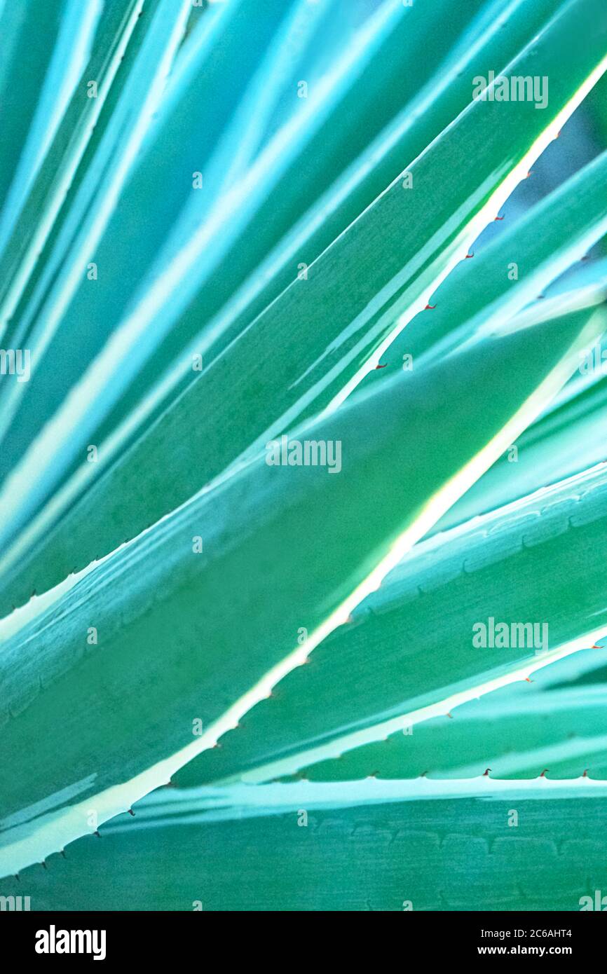 Abstract striped natural background. Details of variegated spanish ...