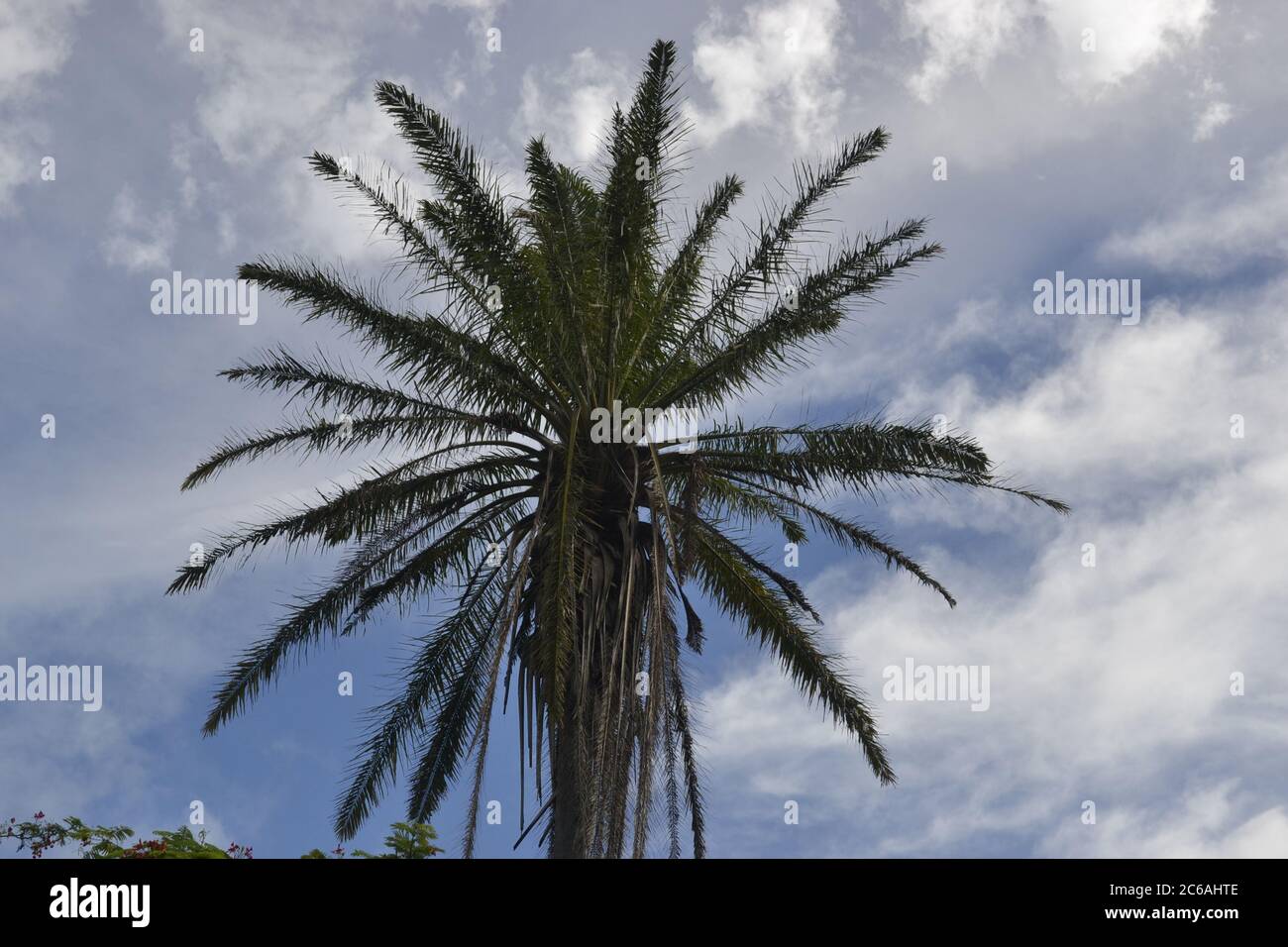 Palm tree , in an ecotourism farm in Brazil, in panoramic view, with ...
