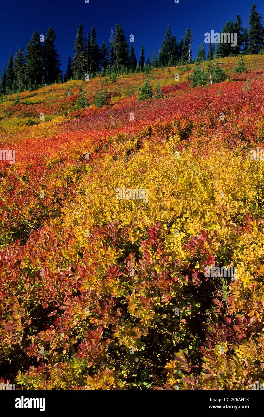Mount rainier huckleberry hi-res stock photography and images - Alamy