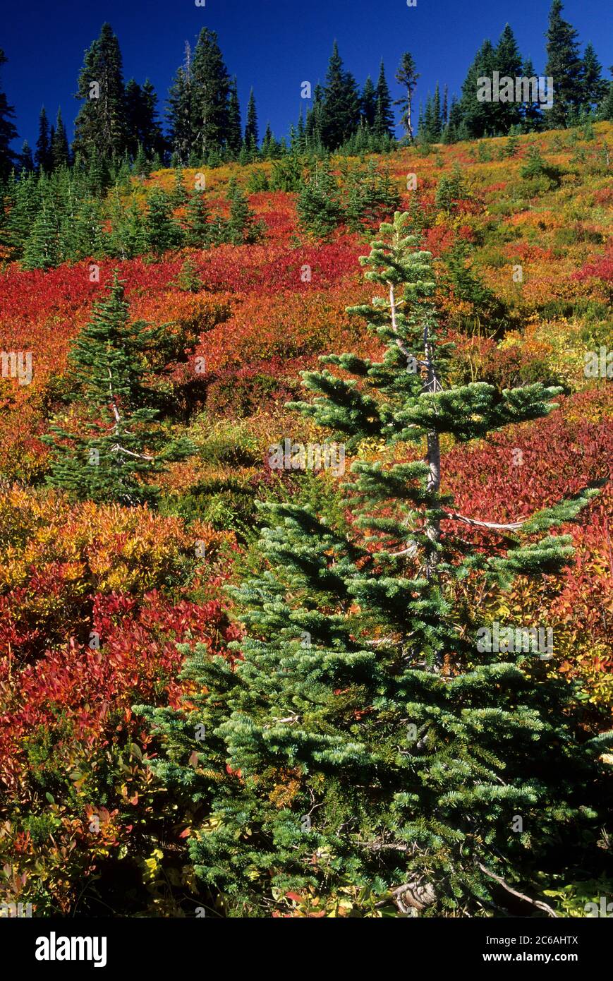 Huckleberry & fir at Paradise, Mt Rainier National Park, WA Stock Photo ...