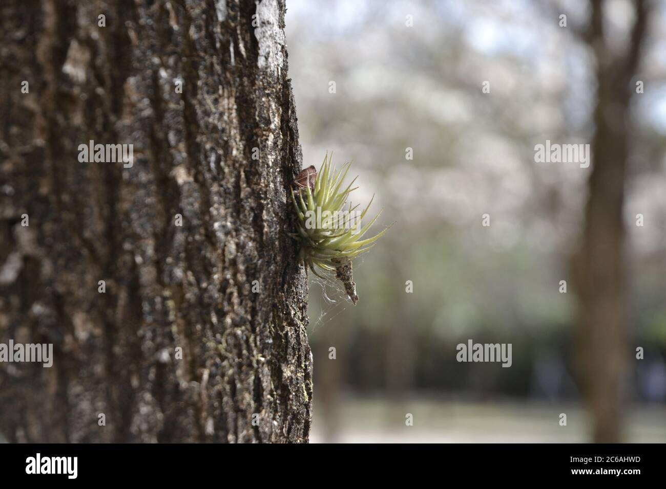 Parasitic plants that live in the trunk of trees, in zoom photo, with ...