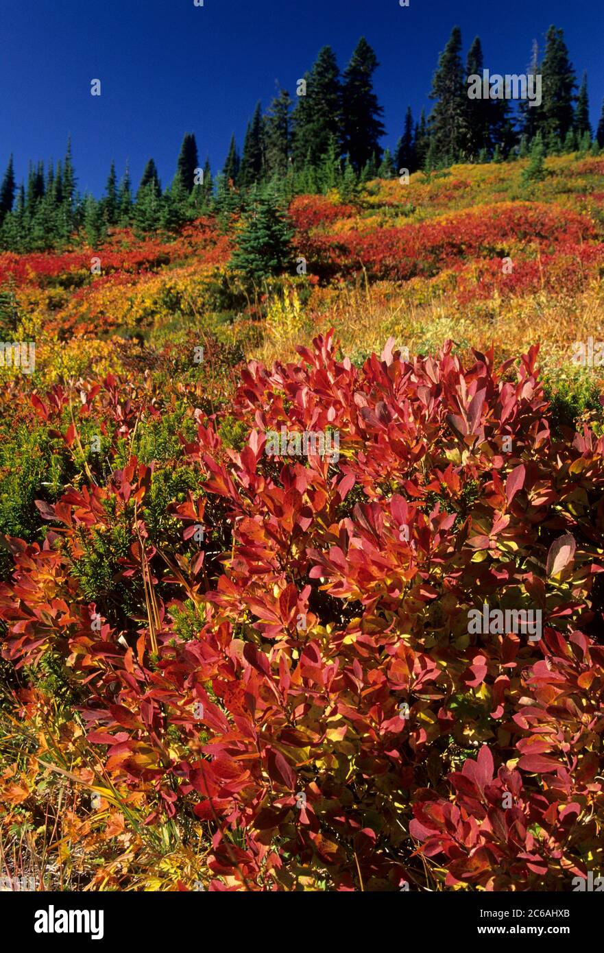 Huckleberry & fir at Paradise, Mt Rainier National Park, Washington ...