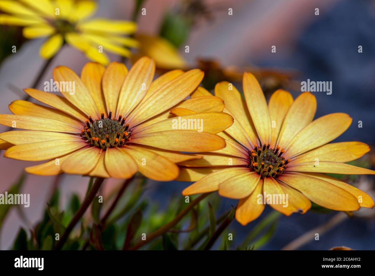 Macro photography of Cape marguerite flowers captured at a garden near ...