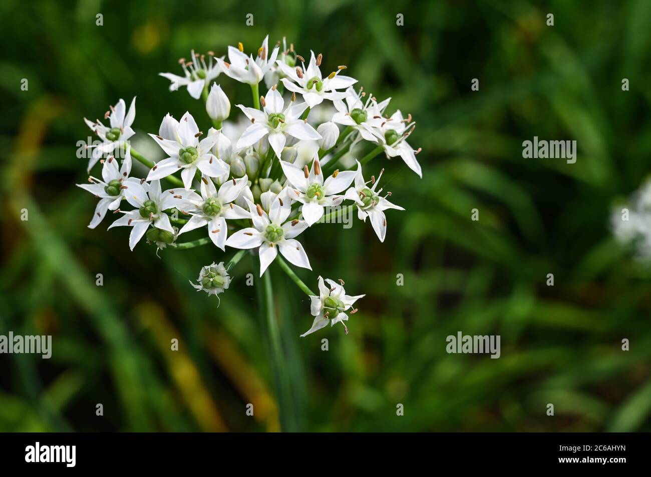 Chinese Chive flower field Stock Photo - Alamy