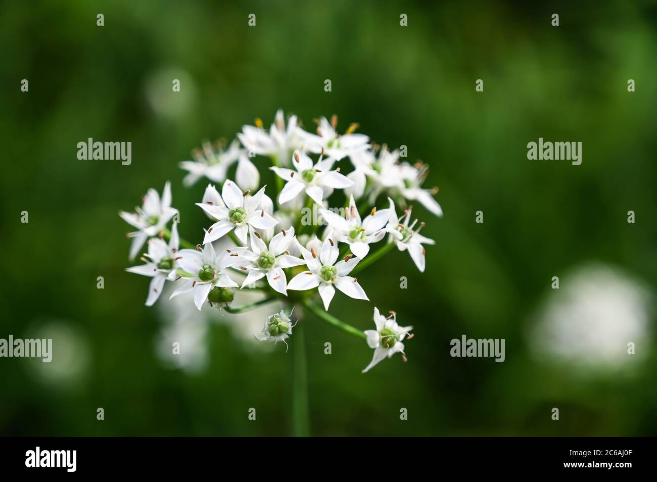 Chinese Chive flower field Stock Photo - Alamy