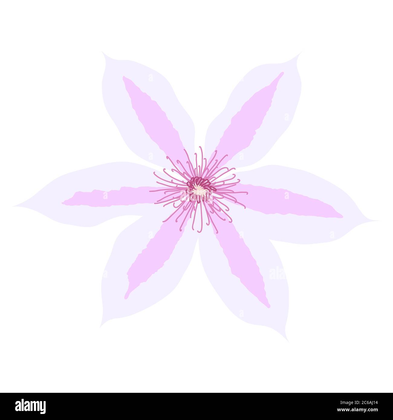 Beautiful clematis flower on white background. Vector Illustration ...