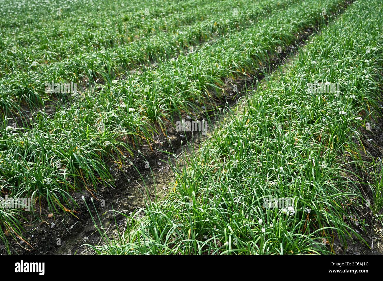 Chinese Chive flower field Stock Photo - Alamy