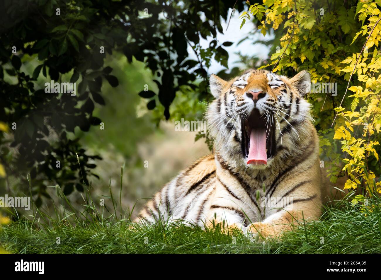 Tiger in bushes hi-res stock photography and images - Alamy