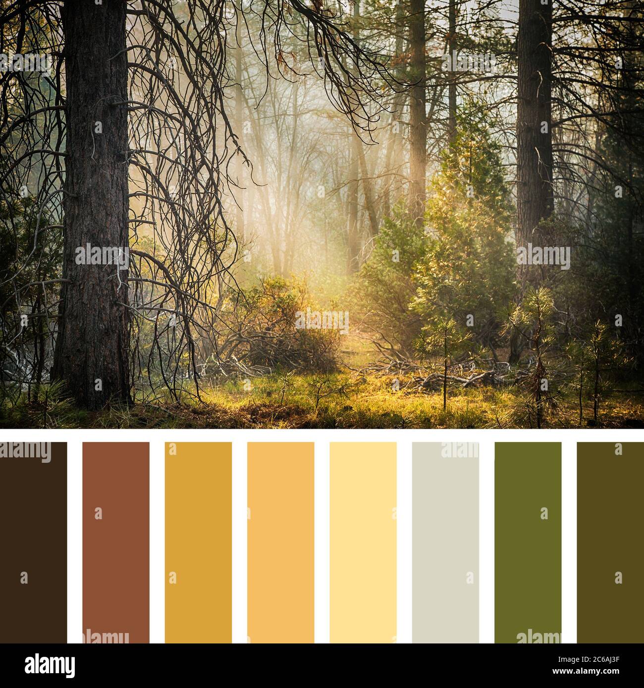 Tree trees chart hi-res stock photography and images - Alamy