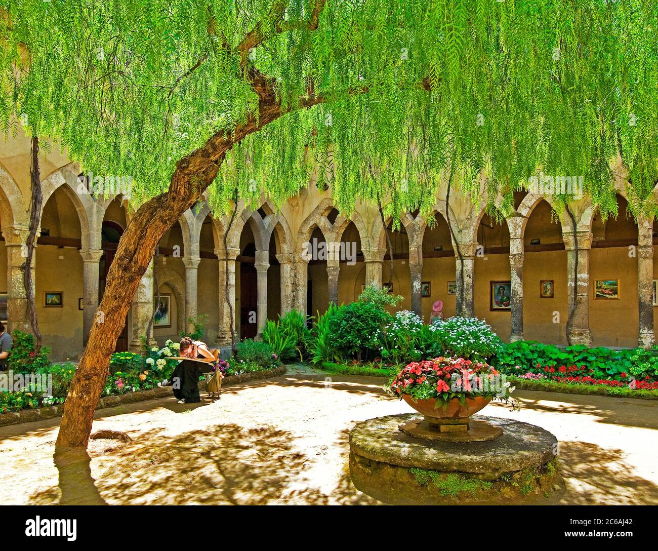 A Mimosa tree overhanging the gorgeous medieval cloisters of the ...