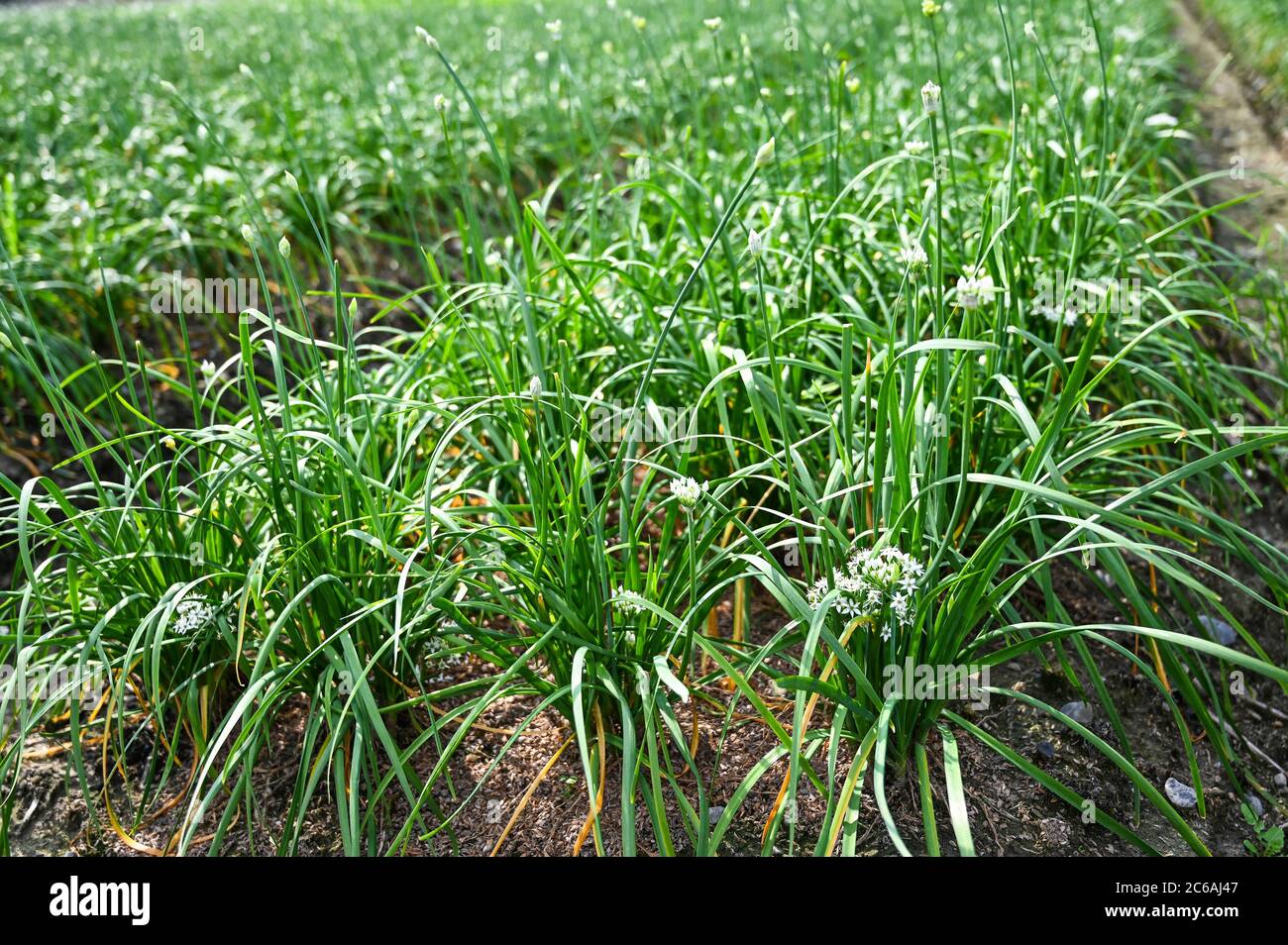 Chinese Chive flower field Stock Photo - Alamy