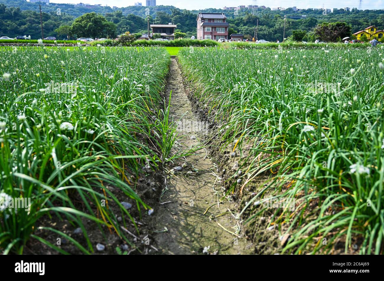 Chinese Chive flower field Stock Photo - Alamy
