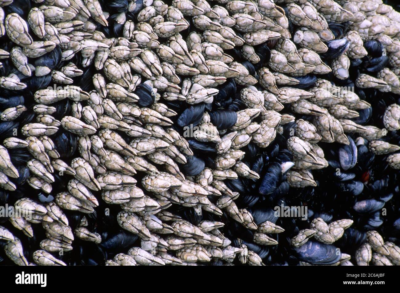 Gooseneck Barnacles Pacific High Resolution Stock Photography and ...