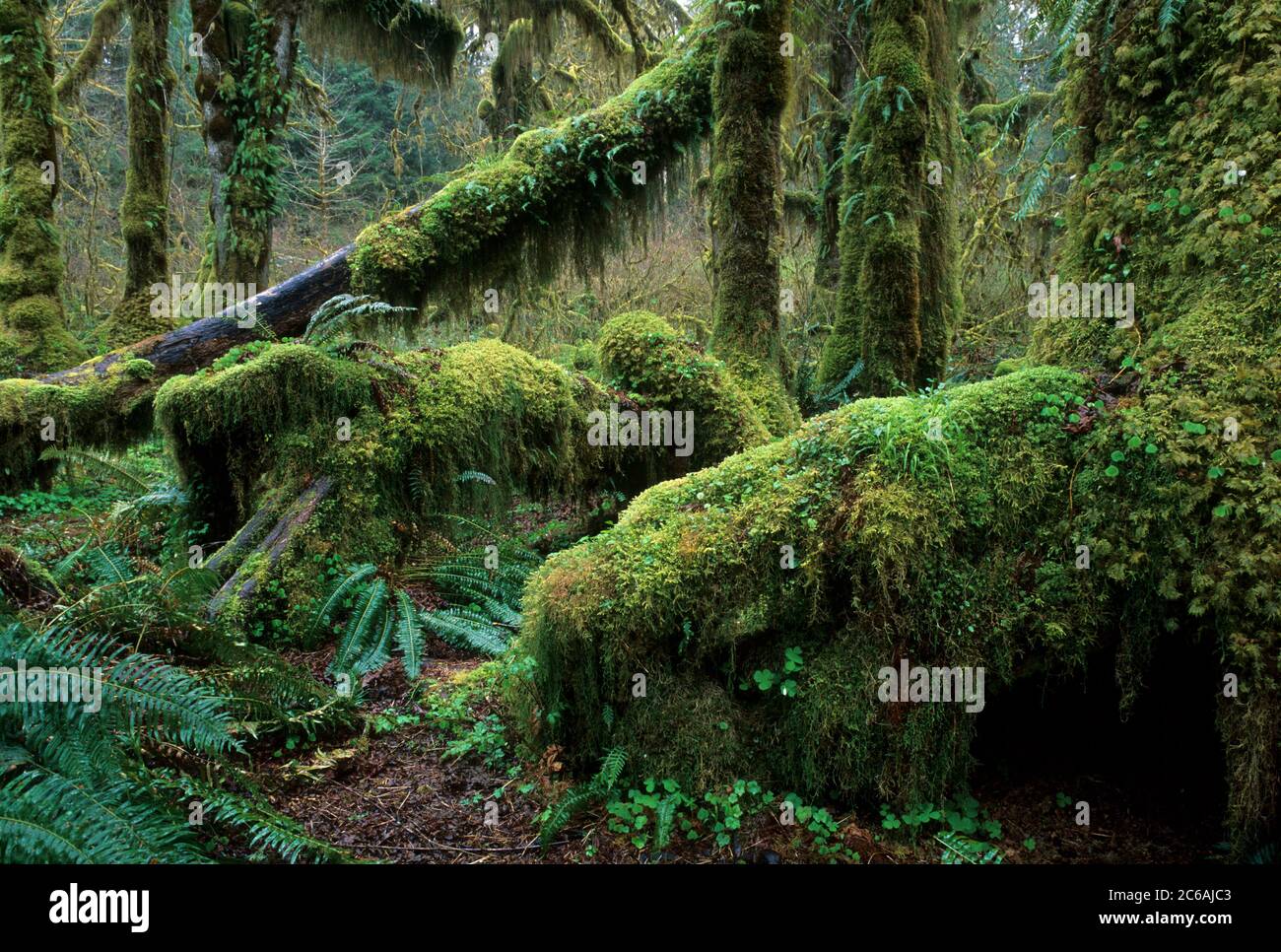 Hall of Mosses, Olympic National Park, Washington Stock Photo - Alamy