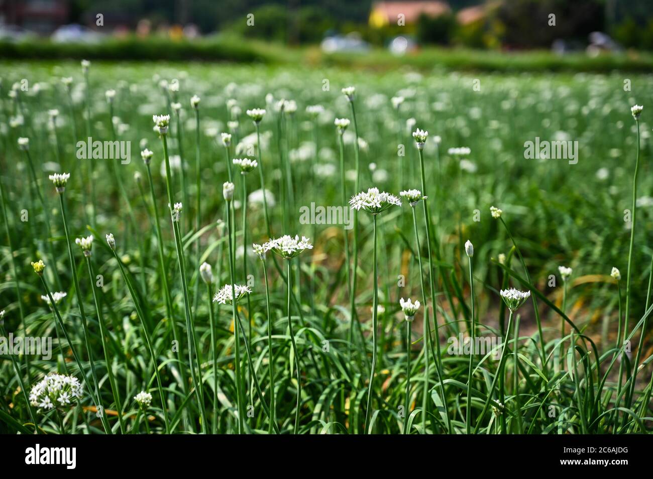 Chinese Chive flower field Stock Photo - Alamy