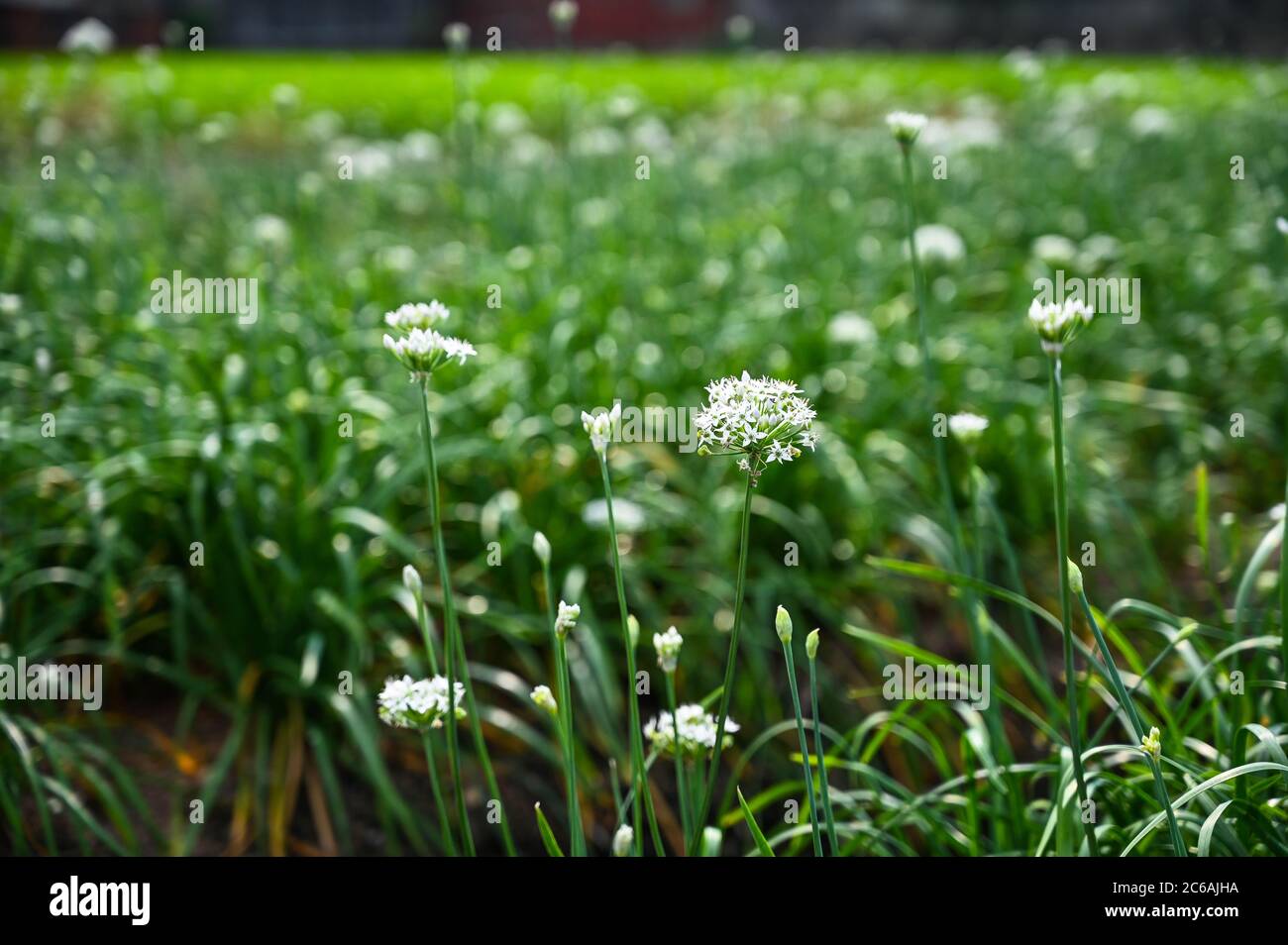 Chinese Chive flower field Stock Photo - Alamy