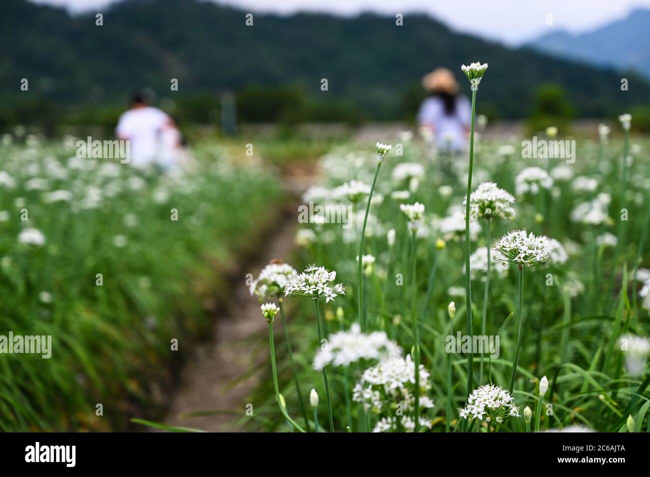 Chinese Chive flower field Stock Photo - Alamy
