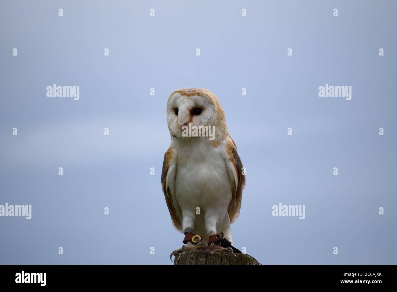 Barn owl against blue sky Stock Photo - Alamy