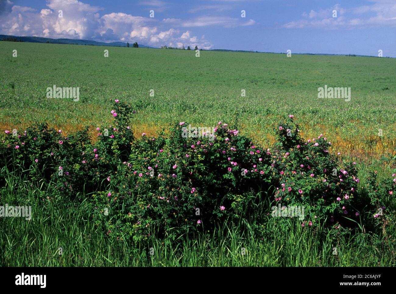 County flower hi-res stock photography and images - Alamy
