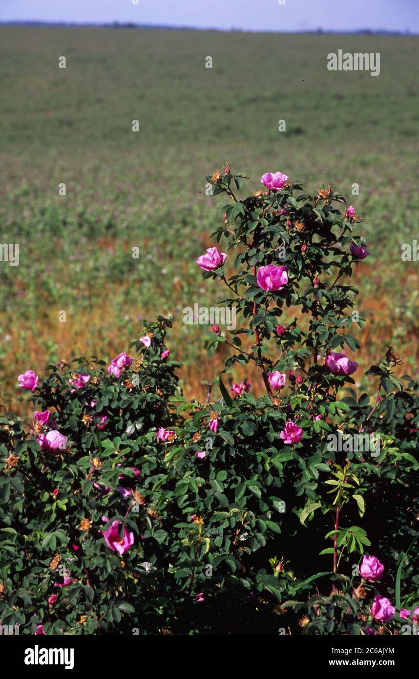 County flower hi-res stock photography and images - Alamy