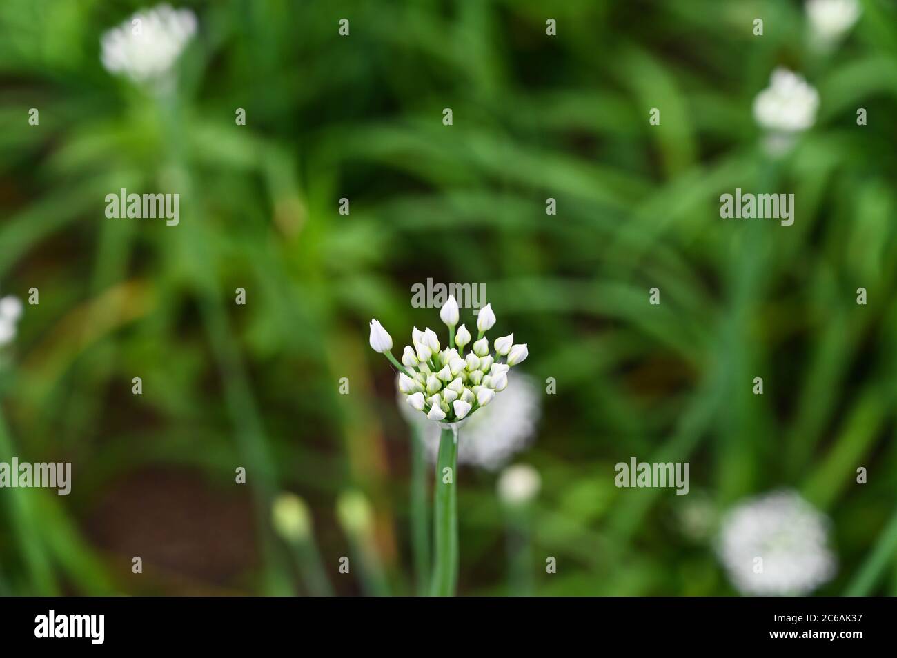 Chinese Chive flower field Stock Photo - Alamy