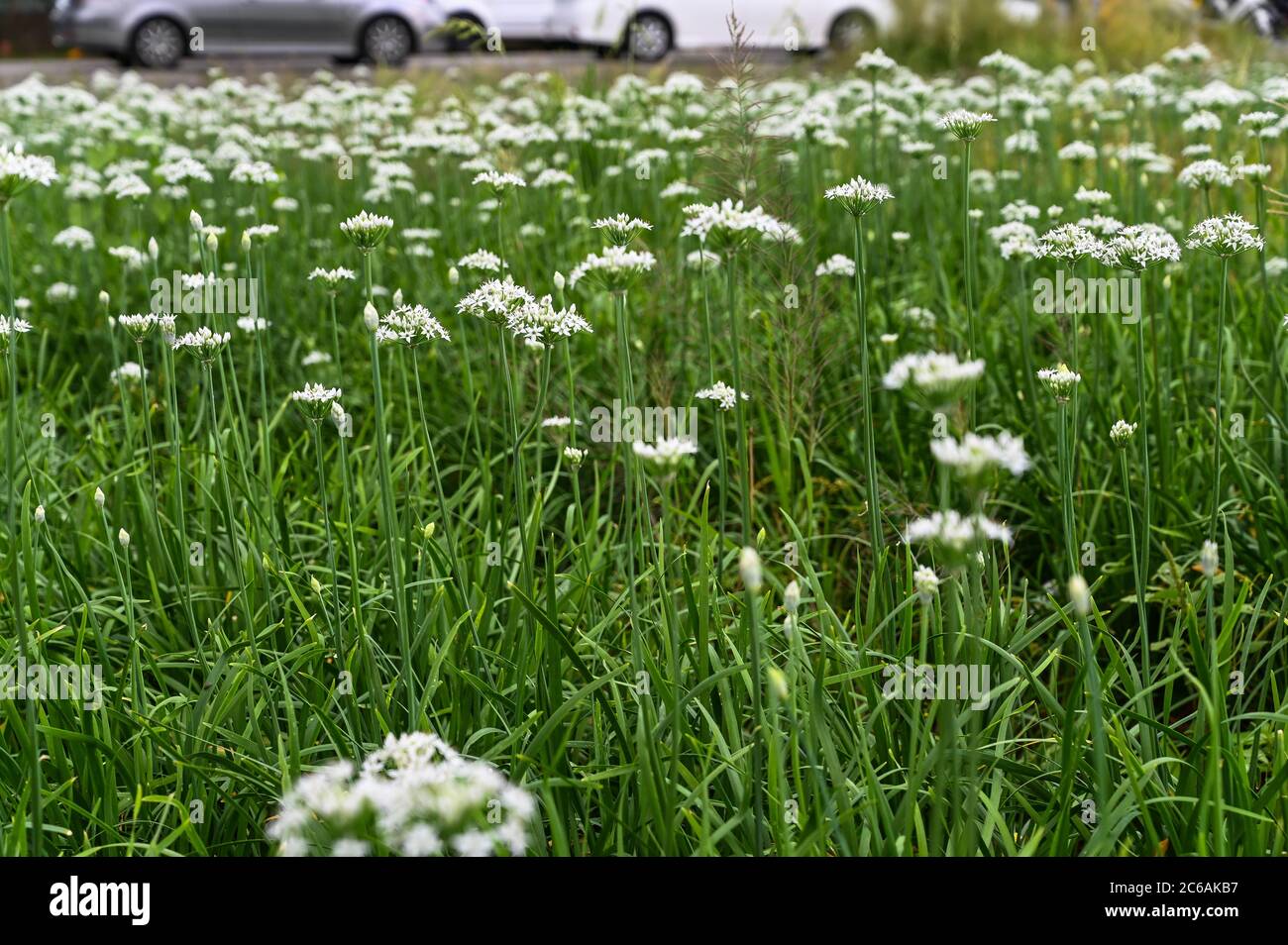 Chinese Chive flower field Stock Photo - Alamy