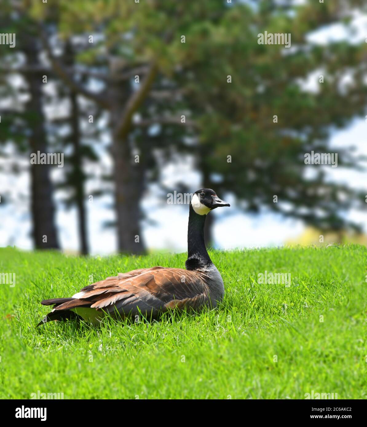 Sitting goose hi-res stock photography and images - Alamy