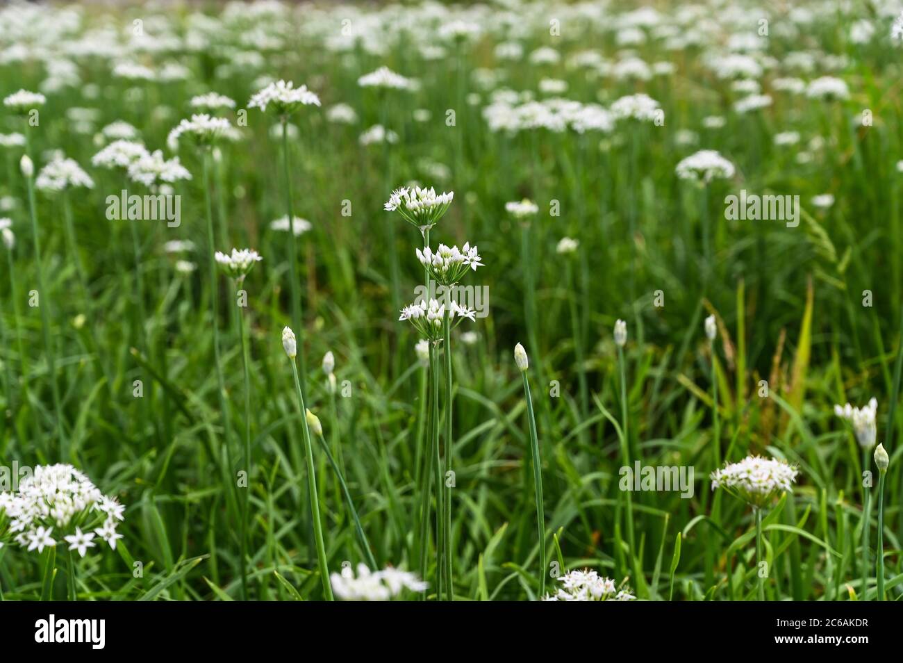 Bee on Chinese Chive flower Stock Photo - Alamy