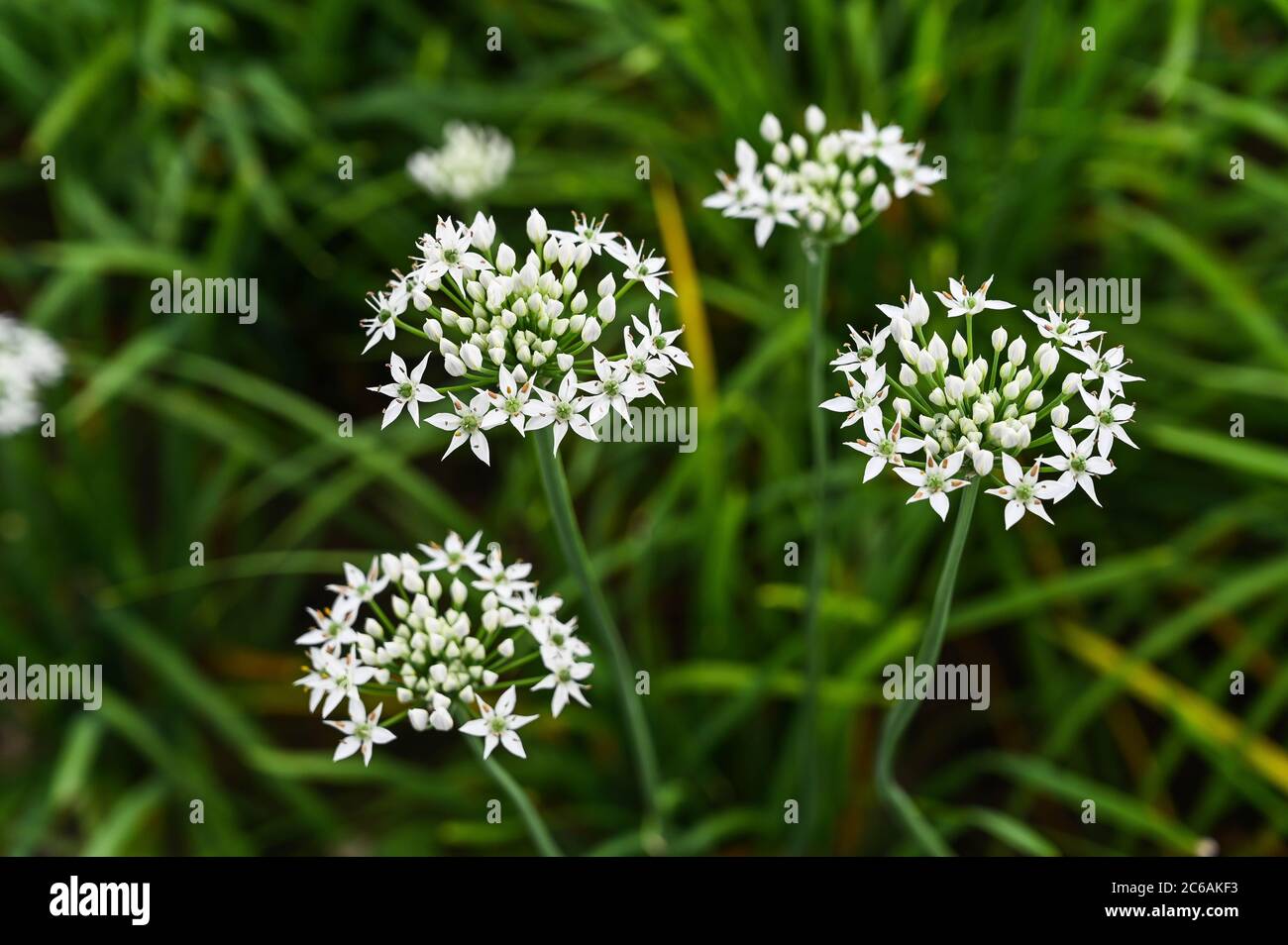 Chinese Chive flower field Stock Photo - Alamy
