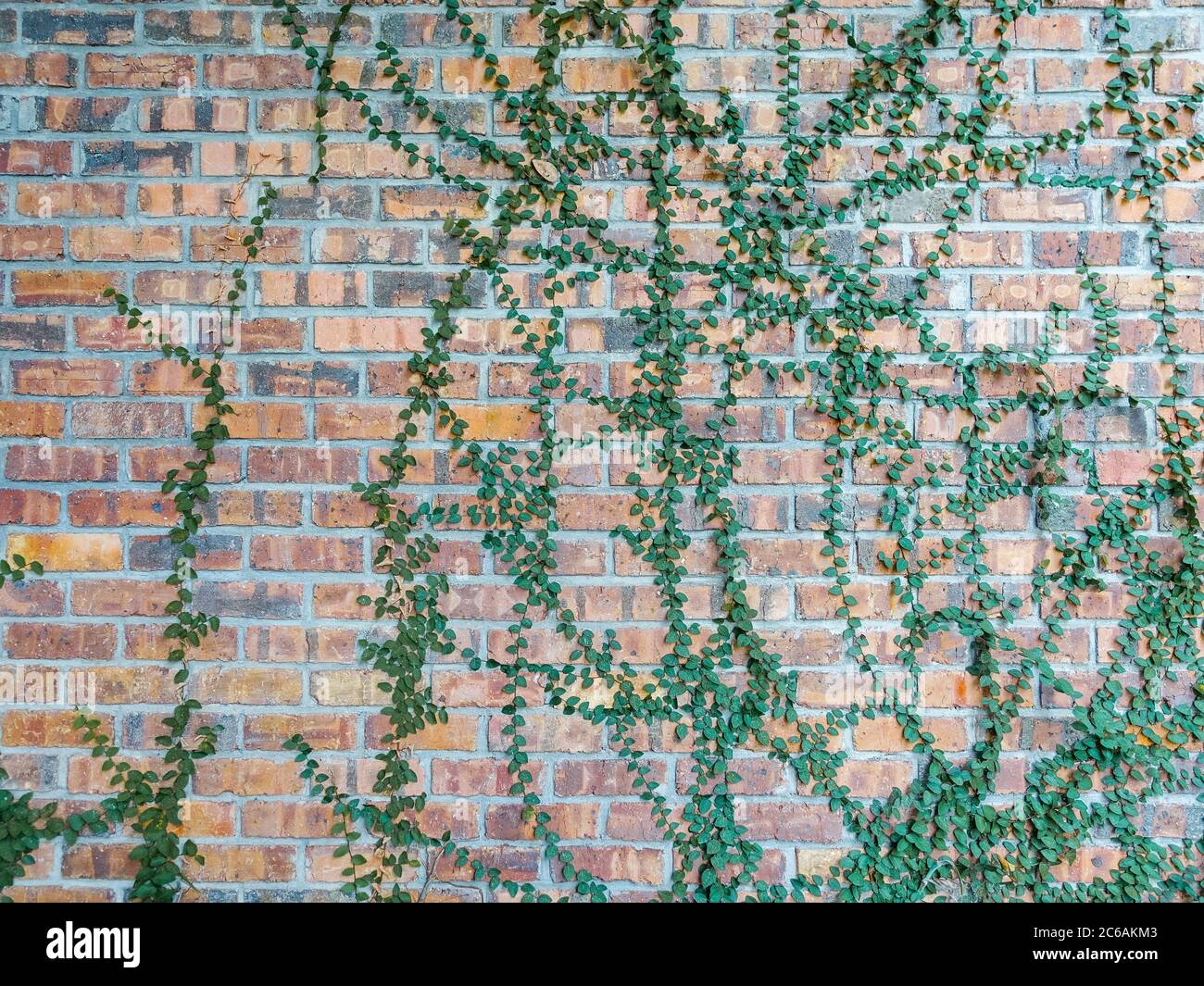 Creeper plants hi-res stock photography and images - Alamy