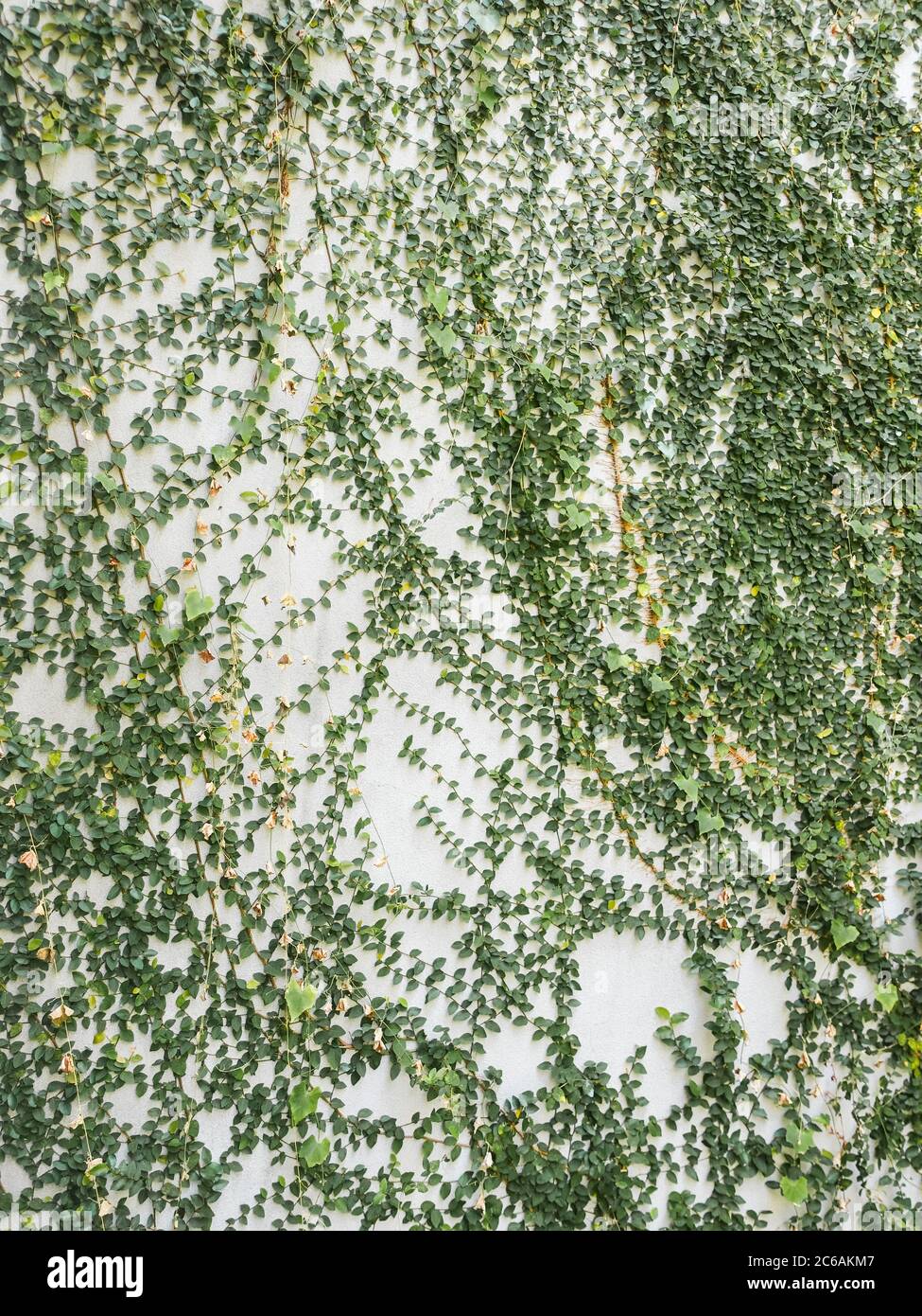 Green creeper plants growing rapidly on a wall Stock Photo - Alamy