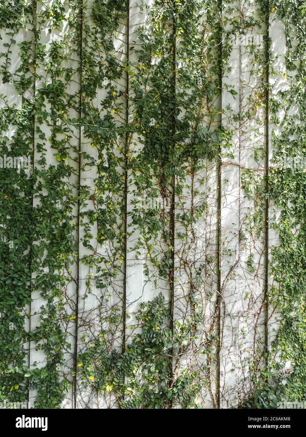 Green creeper plants growing rapidly on a wall Stock Photo - Alamy