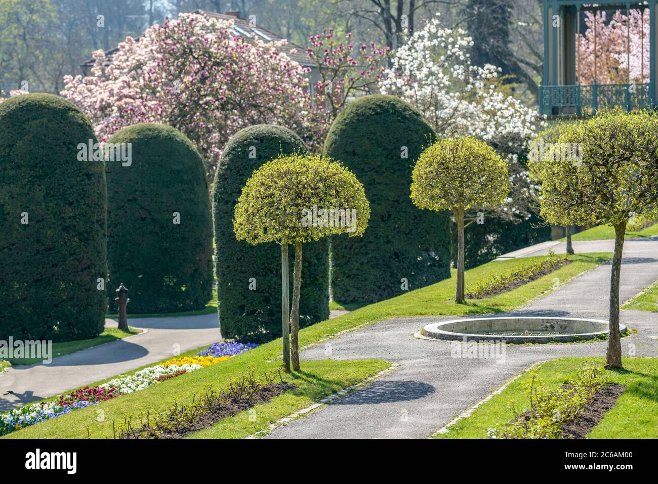 Cornus mascula hi-res stock photography and images - Alamy