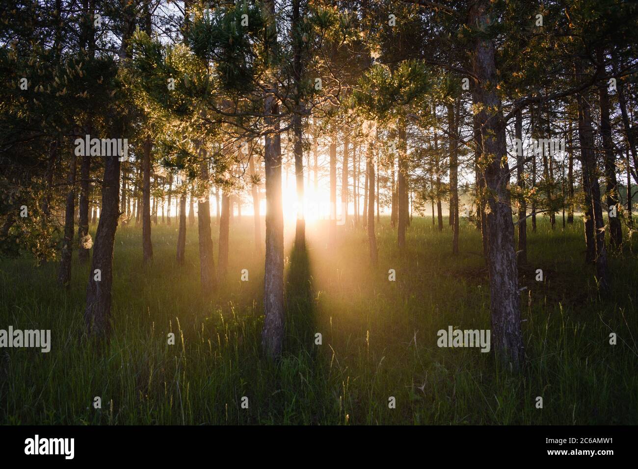 Picturesque scene of sun rising behind pine trees copy space Stock ...