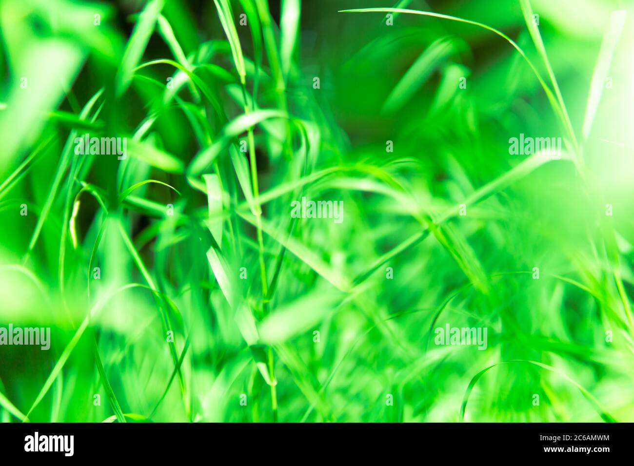Grass Texture High Resolution Stock Photography and Images - Alamy