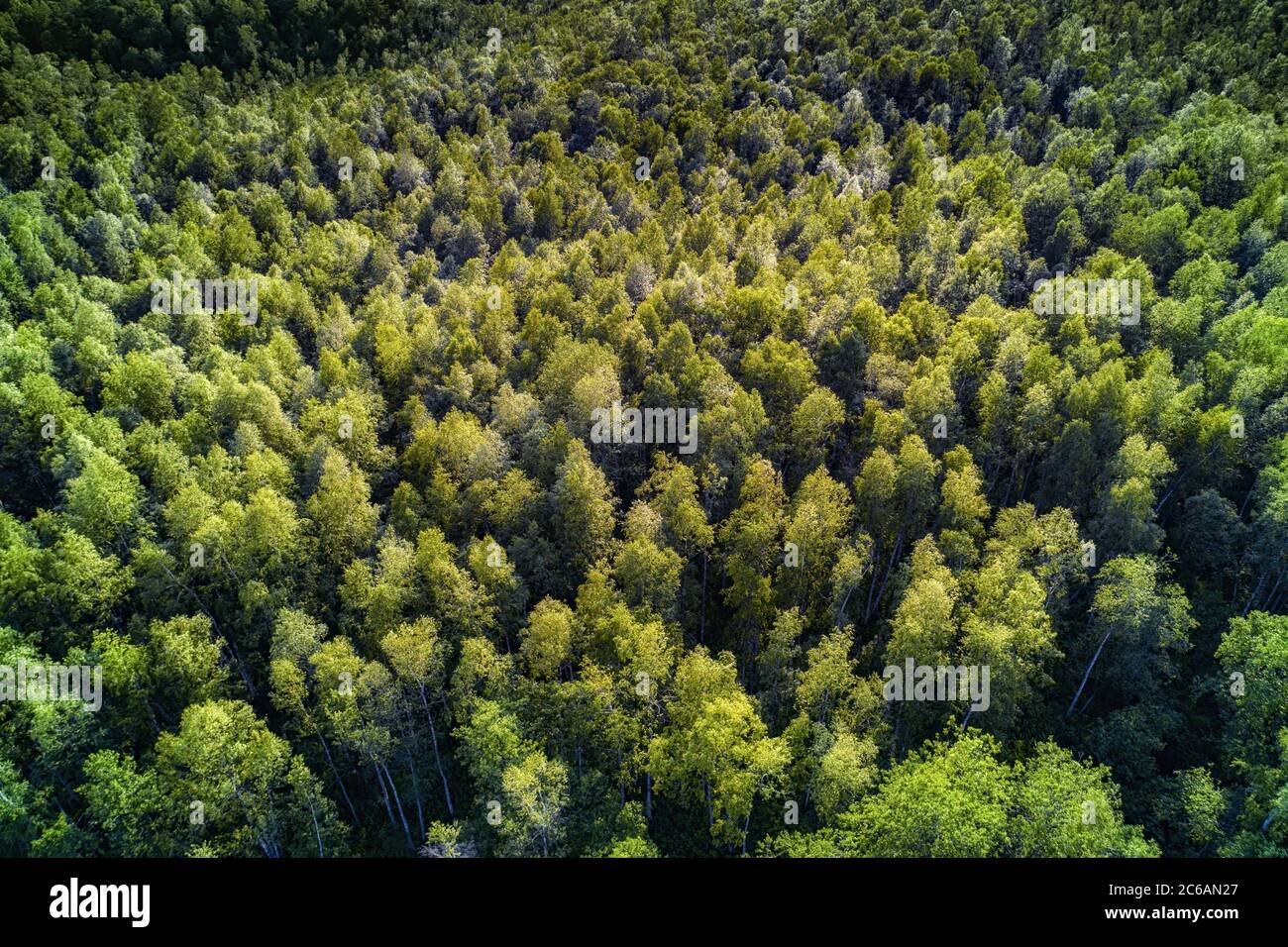 Deep green forest hi-res stock photography and images - Alamy