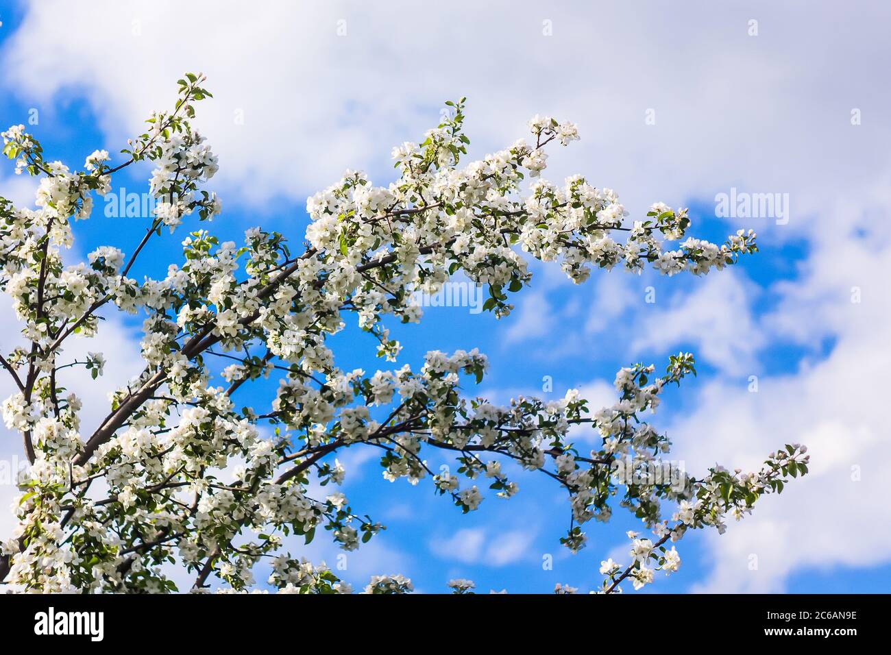 Beautiful flower in spring, delicate flowers macro Stock Photo - Alamy