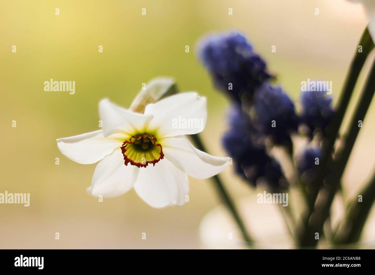 Beautiful flower in spring, delicate flowers macro Stock Photo - Alamy